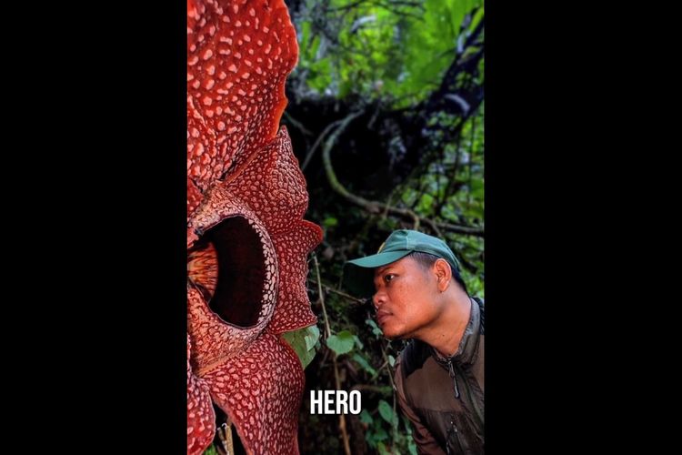 Berita Terkini Harian Rafflesia Hasseltii Terbaru Hari Ini - Kompas.com