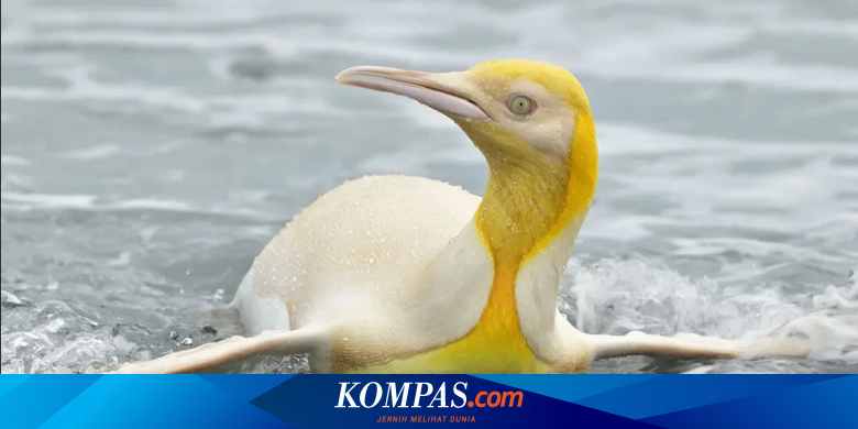 Penguin Warna Kuning Terlihat Pertama Kali di Atlantik Selatan