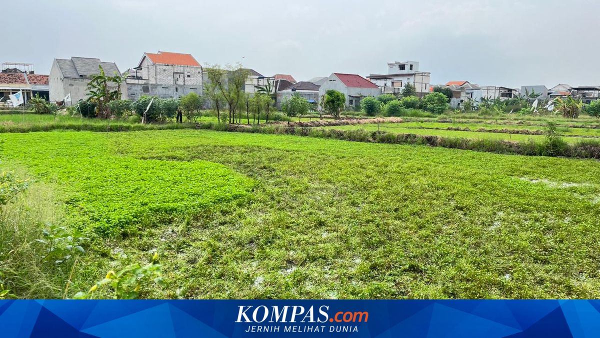 Dari Tanaman Gulma Jadi Komoditas, Kisah Budidaya Semanggi di Kampung ...