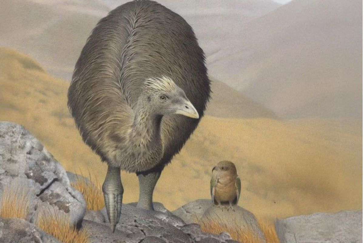 Burung Moa Lebih Sulit Dibangkitkan Kembali Dibanding Serigala Purba ...