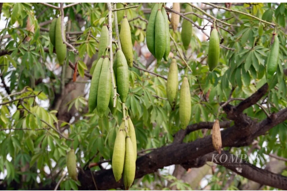 Randu: Serat Emas Putih yang Terlupakan