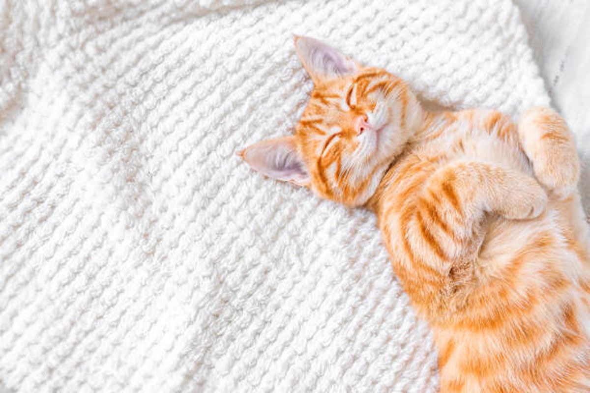 Kisah Kucing Conan, "Bekerja" Jadi Satpam di Perusahaan Filipina