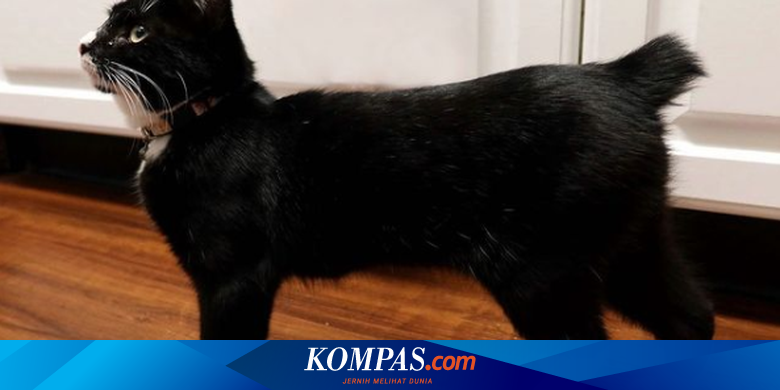 7 Fakta Unik Ras Kucing Manx yang Tidak Punya Ekor