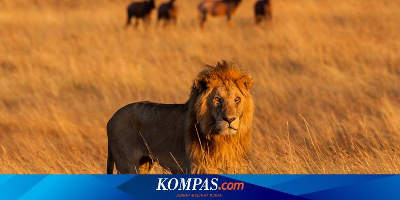 Fakta-fakta Singa, Si Raja Hutan yang Termasuk Hewan Terkuat di Bumi ...