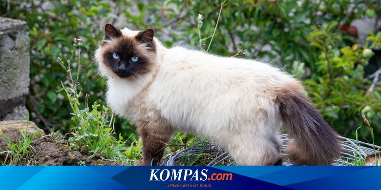 Tampak Mirip, Ini Perbedaan Kucing Himalaya dan Birma