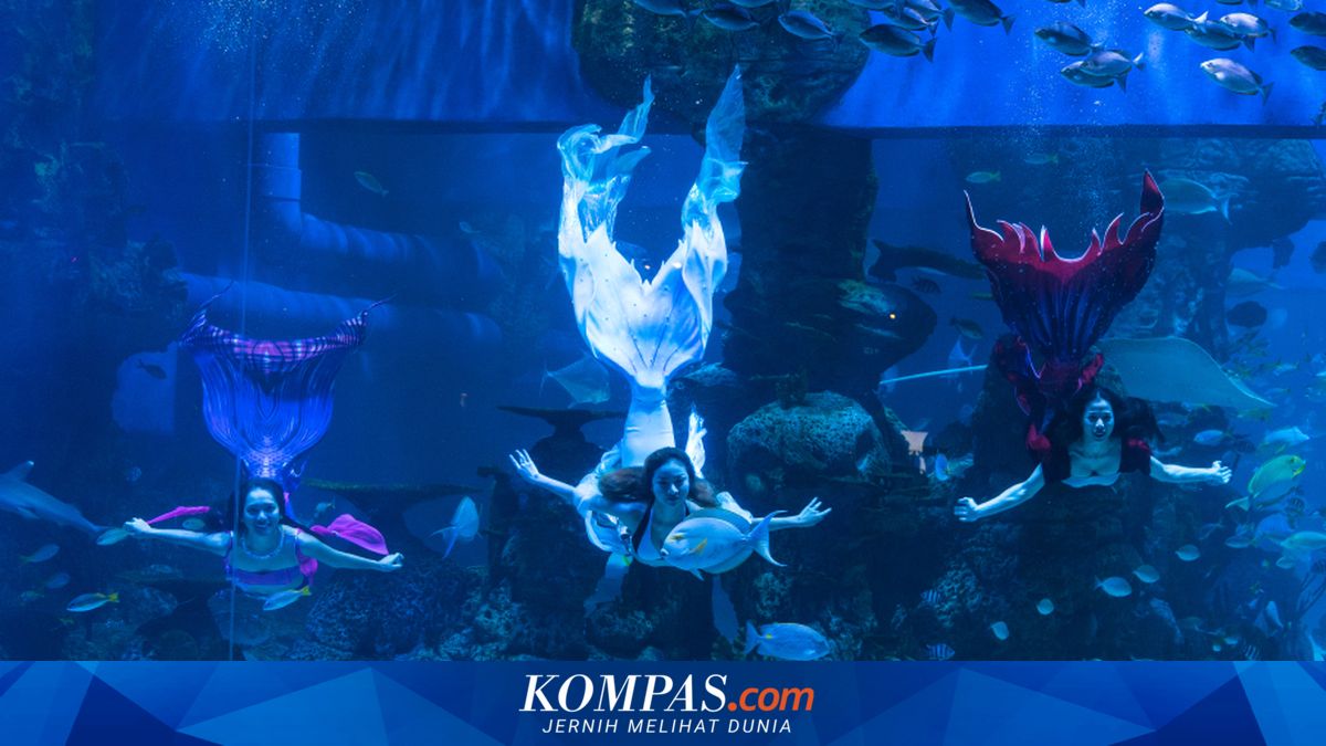 Ada Pertunjukan Mermaid di Jakarta Aquarium & Safari, Cek Jadwalnya