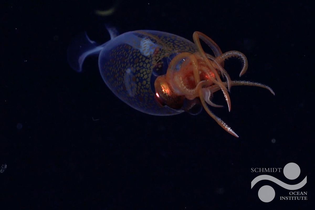 Penampakan Pertama Cumi-cumi Kolosal sejak 100 Tahun, Invertebrata ...