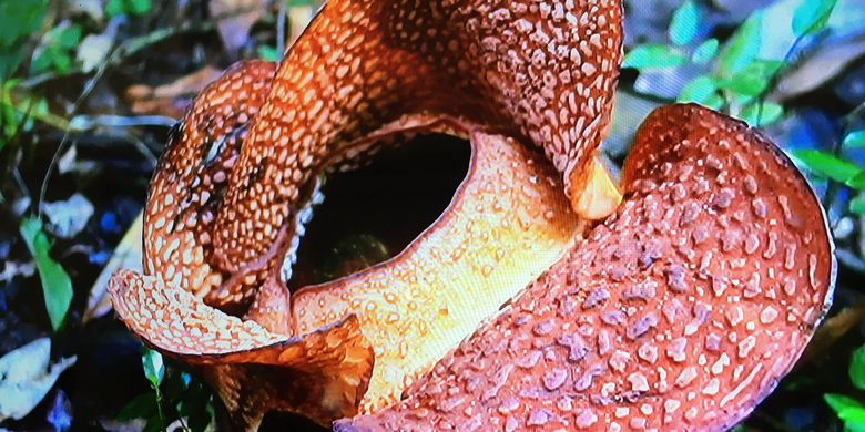 3 Bunga Nasional Indonesia