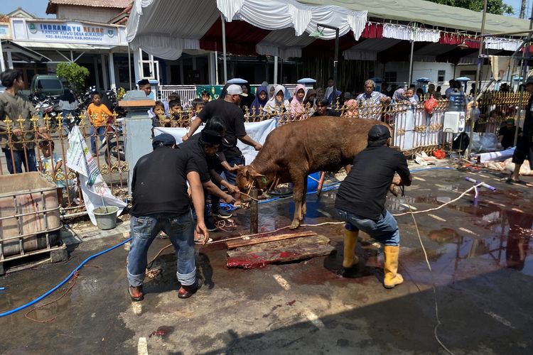 Berita Terkini Harian Kurban Desa Sukaurip Terbaru Hari Ini - Kompas.com