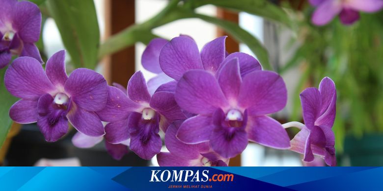 Simak Perbedaan Anggrek Terestrial dan Epifit
