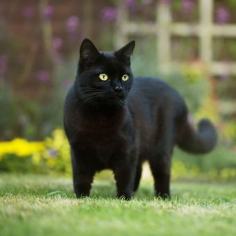 Dianggap Takhayul, Ini 9 Ras Kucing Hitam yang Menawan dan Penyayang