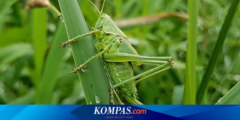 Singapura Resmi Izinkan Konsumsi 16 Jenis Serangga, Ini Daftarnya