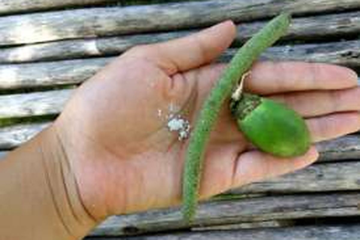 Orang Papua Punya "Permen", Ternyata Rasanya Mengejutkan