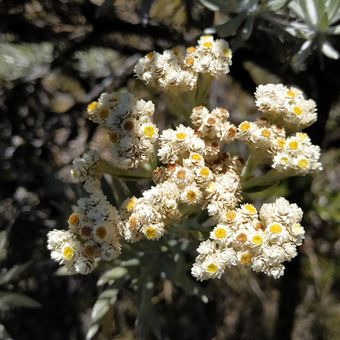 Foto : Mengenal Bunga Edelweiss, dari Arti, Asal, hingga Manfaat Halaman 4