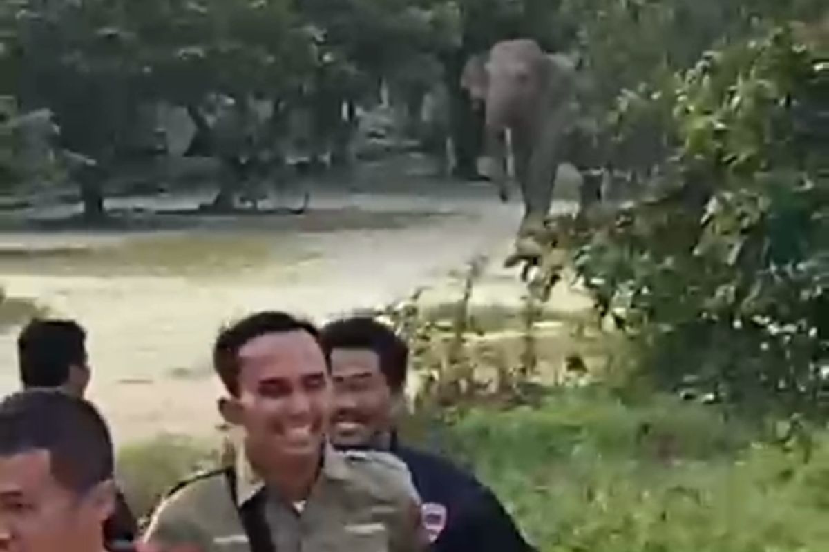 Kawanan Gajah Menyerang Mess Karyawan PT Arara Abadi di Siak Riau