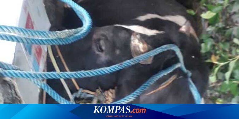Sapi Kurban 250 Kg Terperosok ke Selokan, Proses Pengangkatan hingga Sejam