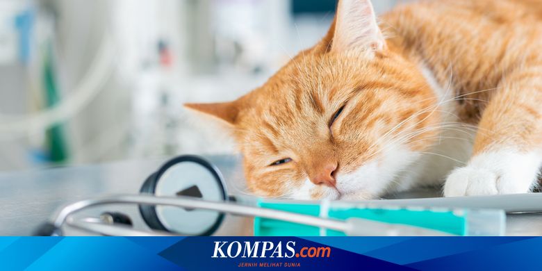 Cara Mengetahui Kucing Cacingan, Tanda dan Tindakan Awal yang Dilakukan