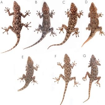 Tiga Spesies Tokek Baru Ditemukan Setelah Delapan Tahun Pencarian