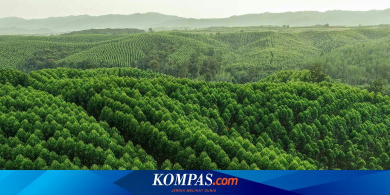 Walhi Sebut 60 Persen Hutan di NTB Rusak, Wagub: Tidak Terlalu Parah