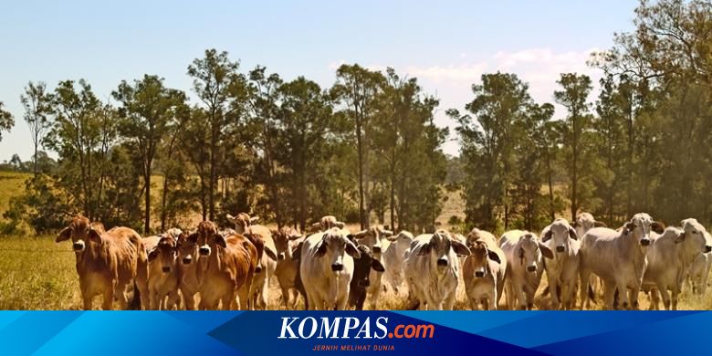 Indonesia-Australia Sepakati Kerjasama Pengadaan Sapi