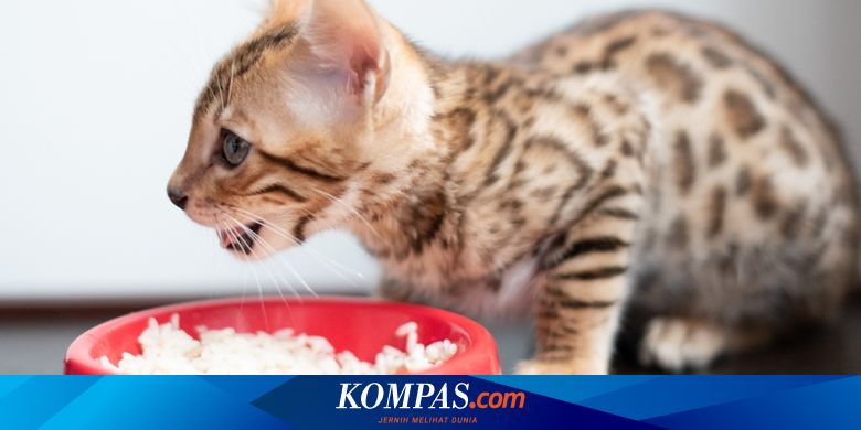 Bolehkah Kucing Makan Nasi? Ini Penjelasan Selengkapnya