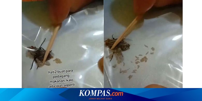 Viral, Video Lalat Mengeluarkan Belatung, Apakah Bahaya bagi Manusia?