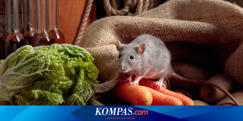 8 Makanan yang Bikin Tikus Masuk Rumah, Bersihkan untuk Mengusirnya