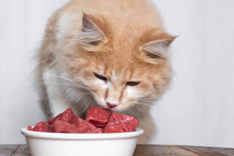 Bolehkah Kucing Makan Sayur? Berikut Penjelasannya