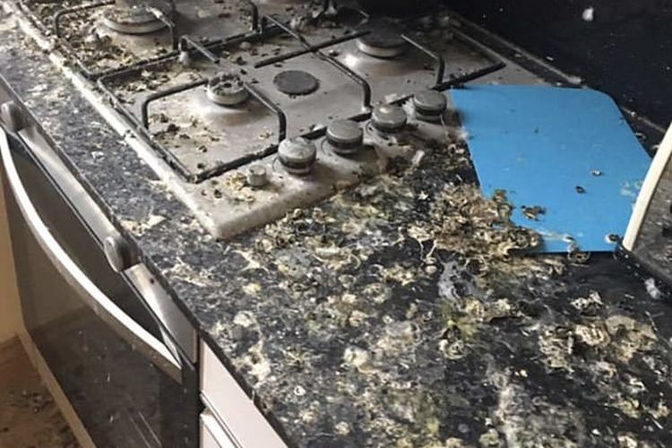 Ditinggal 5 Bulan, Asrama Mahasiswa Jadi Sarang Burung Merpati