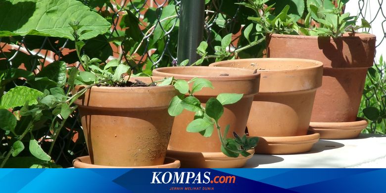 Tips Memilih Pot untuk Tanaman Luar Ruangan
