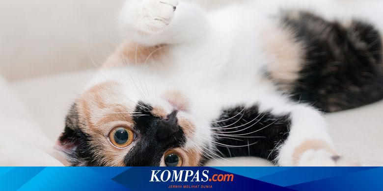 Memahami 5 Perilaku Kucing yang Mungkin Bikin Bingung
