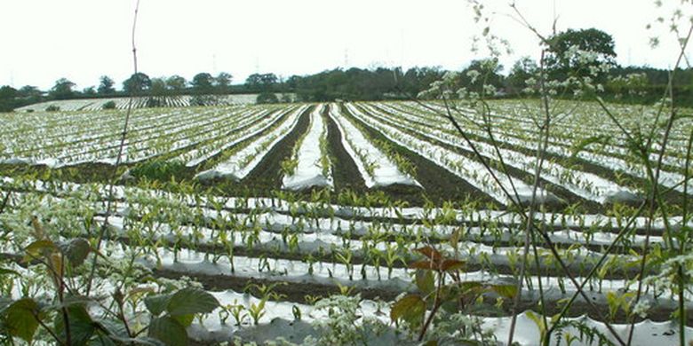 Apa Manfaat Mulsa Plastik untuk Tanaman?