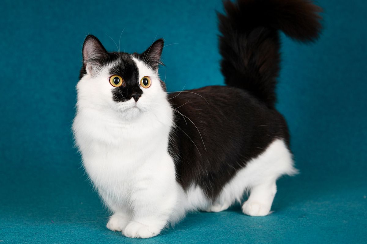 8 Ras Kucing Kecil yang Lucu dan Penyayang