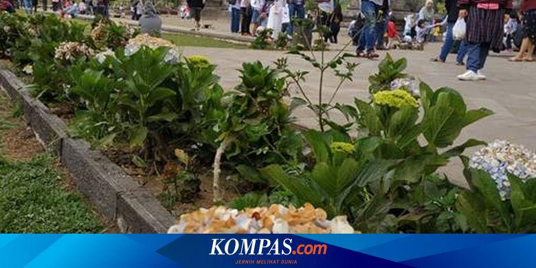 Embun Upas Selimuti Dieng, Petani Kentang Merugi