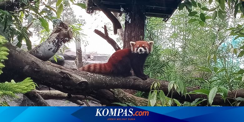 Jelang Libur Nataru, Batu Scret Zoo Kedatangan Jerapah dan Panda Merah dari Jepang