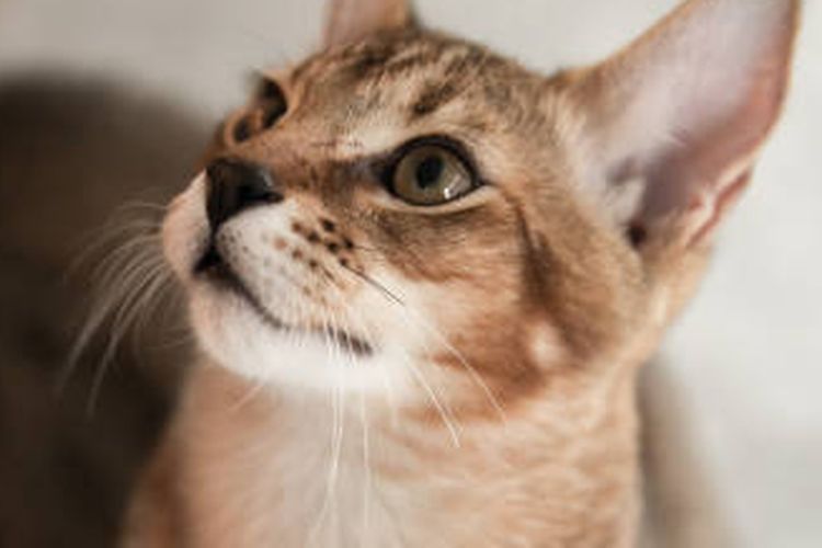 Penyebab Pupil Mata Kucing Membesar