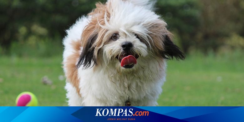 6 Tips Membuat Anjing Panjang Umur