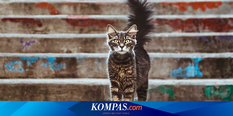 5 Hal yang Membuat Kucing Mudah Stres