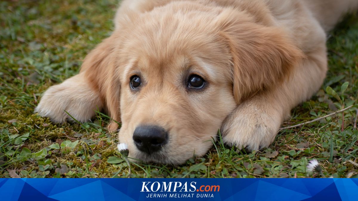 8 Tanda Rabies pada Anjing yang Perlu Diwaspadai