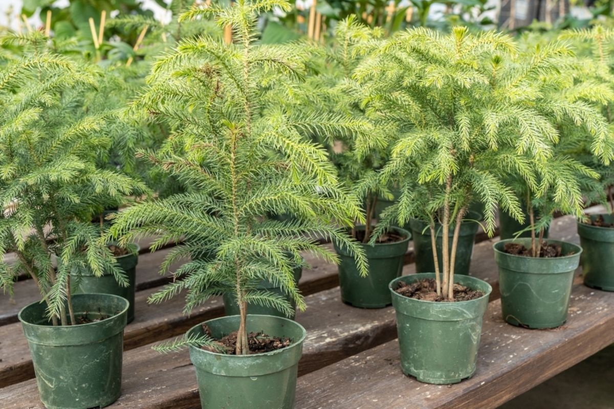 Cara Menanam dan Merawat Pohon Cemara untuk Taman yang Elegan