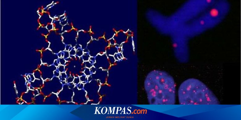 Pertama, DNA Empat Untai Ditemukan pada Manusia