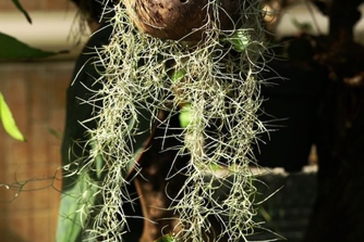 Cara Menanam Jenggot Musa, Tanaman Hias yang Unik dan Cantik