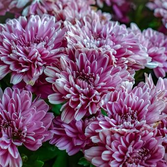 6 Bunga yang Warnanya Pink, Cocok Menjadi Tanaman Hias di Rumah