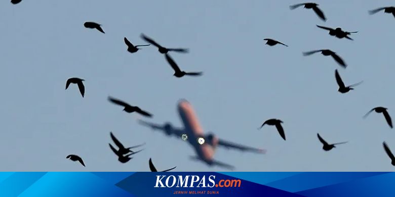 Mengenal Bird Strike, Kondisi yang Bisa Sebabkan Kecelakaan Penerbangan