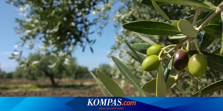 Mengenal Pohon Zaitun yang Sering Disebut dalam Al Quran - TrendRadars ...
