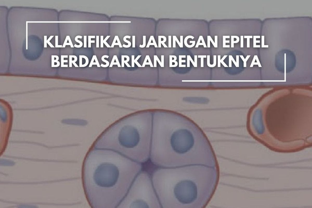 Klasifikasi Jaringan Epitel Berdasarkan Bentuknya