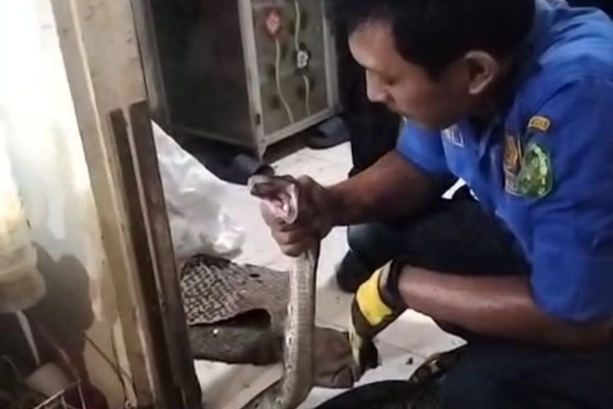 Terkejutnya Lansia di Medan, Temukan Ular Sawah 4 Meter di Plafon Rumah