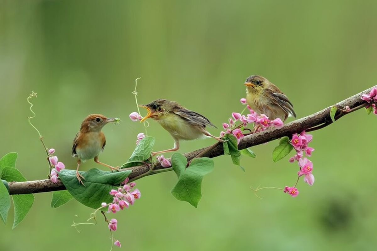 Pakai Suara Burung Asli, Hotel di Tangsel Tetap Ditagih Royalti, Bagaimana Bisa?