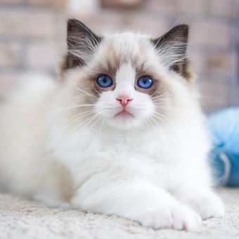 7 Ras Kucing Terbaik untuk Anak-anak