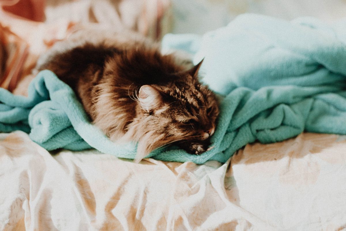 Mengenal Penyakit Feline Panleukopenia pada Kucing yang Bisa Sebabkan ...